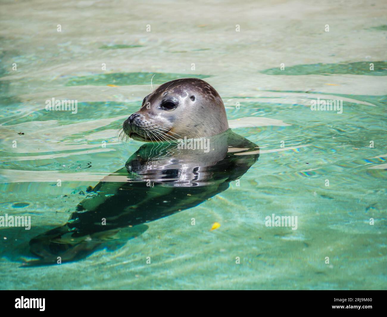 A close-up of a harbor seal swimming in the blue waters of its ...