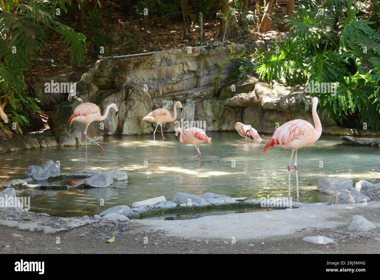 Los Angeles, California, USA 17th August 2023 Flamingos at LA Zoo on ...