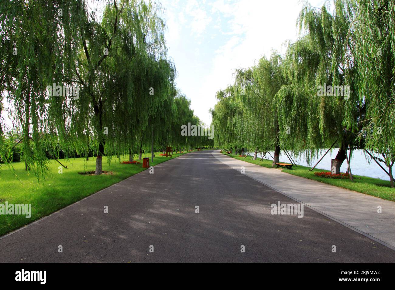 green trees and lawn on both sides of the road in a park Stock Photo ...