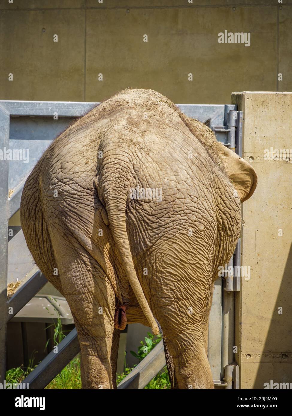 A large African elephant is standing in an open-air enclosure from the ...