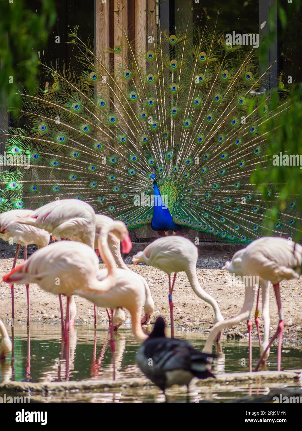 A majestic peacock standing around a flock of pastel pink flamingos ...