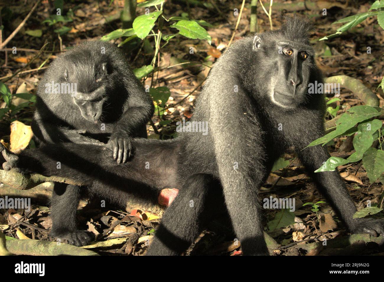 Primate social bond hi-res stock photography and images - Alamy