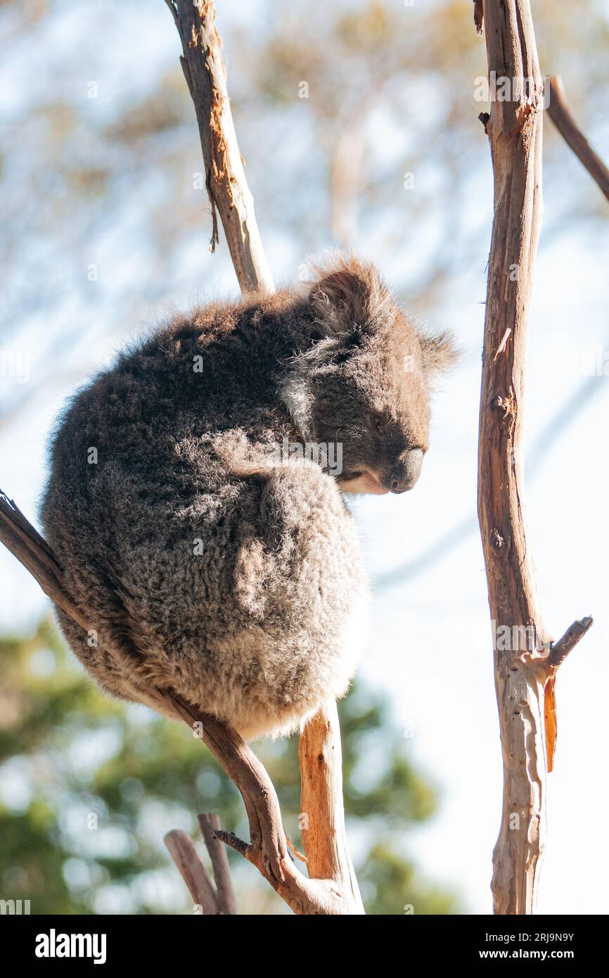 Australian koala, an iconic marsupial species found only in australia ...
