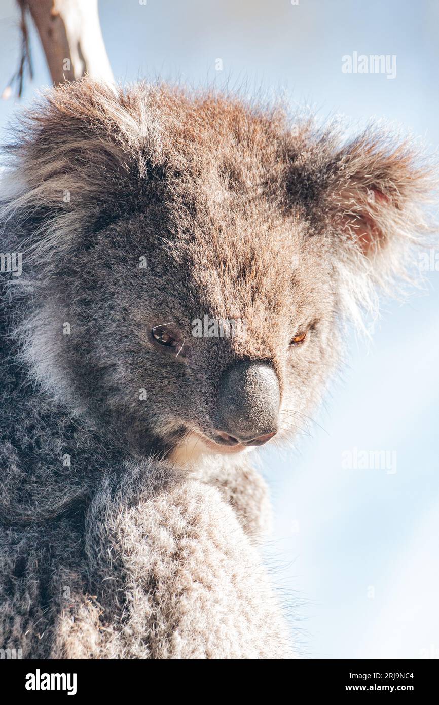 Australian koala, an iconic marsupial species found only in australia ...