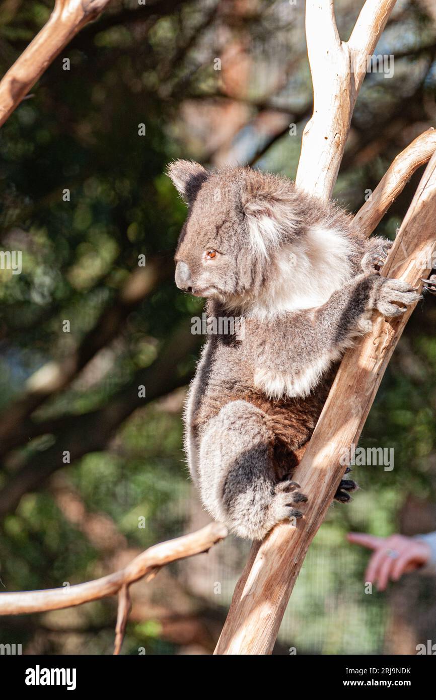 Australian koala, an iconic marsupial species found only in australia ...