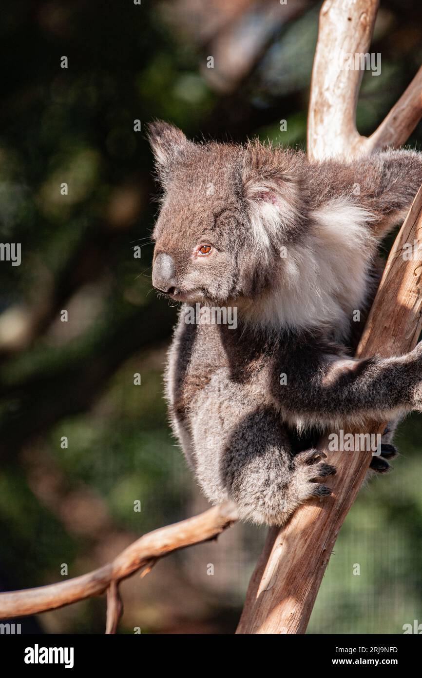 Koala belly hi-res stock photography and images - Alamy