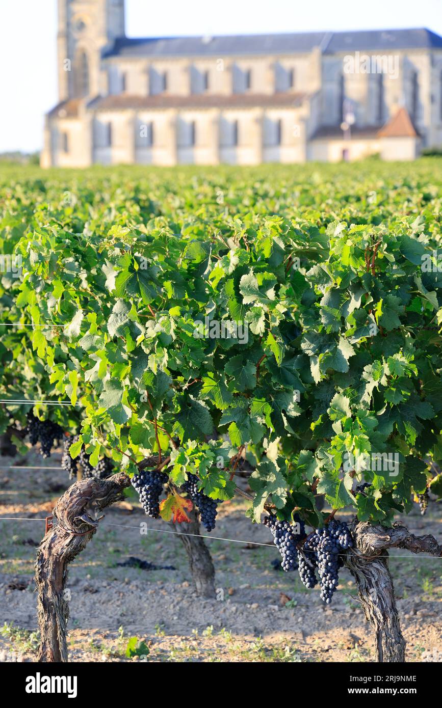 église de pomerol hi-res stock photography and images - Alamy