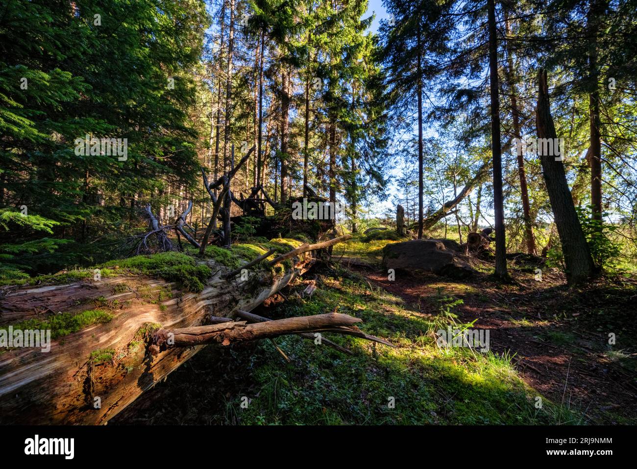 Lush green forest views at Linlo island, Kirkkonummi, Finland Stock ...