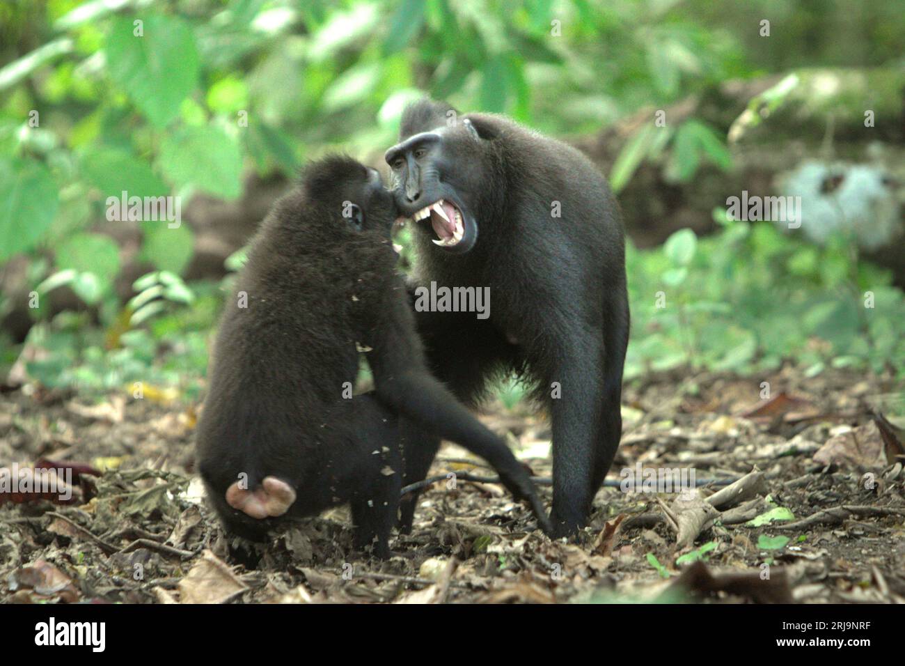 Primate social fighting hi-res stock photography and images - Alamy