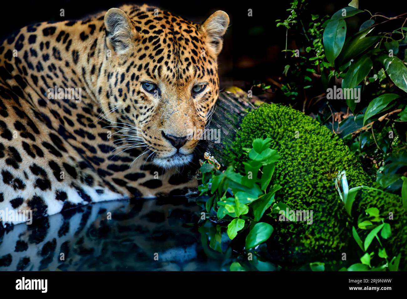 Close up young leopard portrait in jungle with water Stock Photo - Alamy