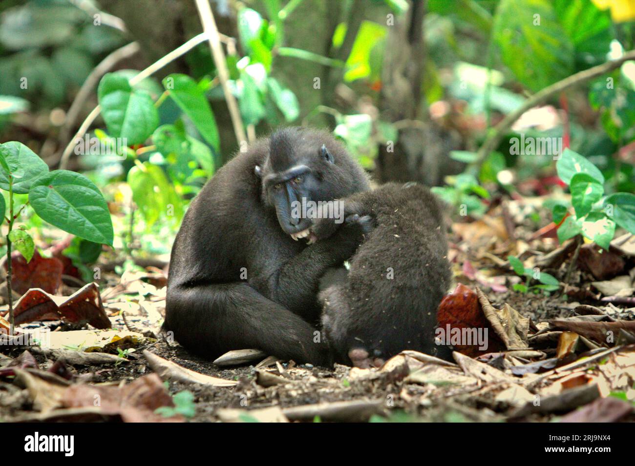 Macaque social structure hi-res stock photography and images - Alamy