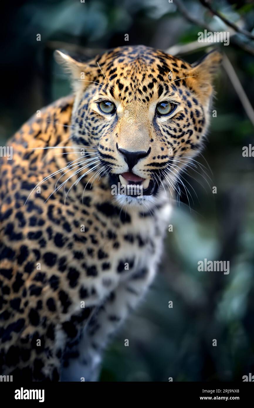 African leopard rainforest hi-res stock photography and images - Alamy