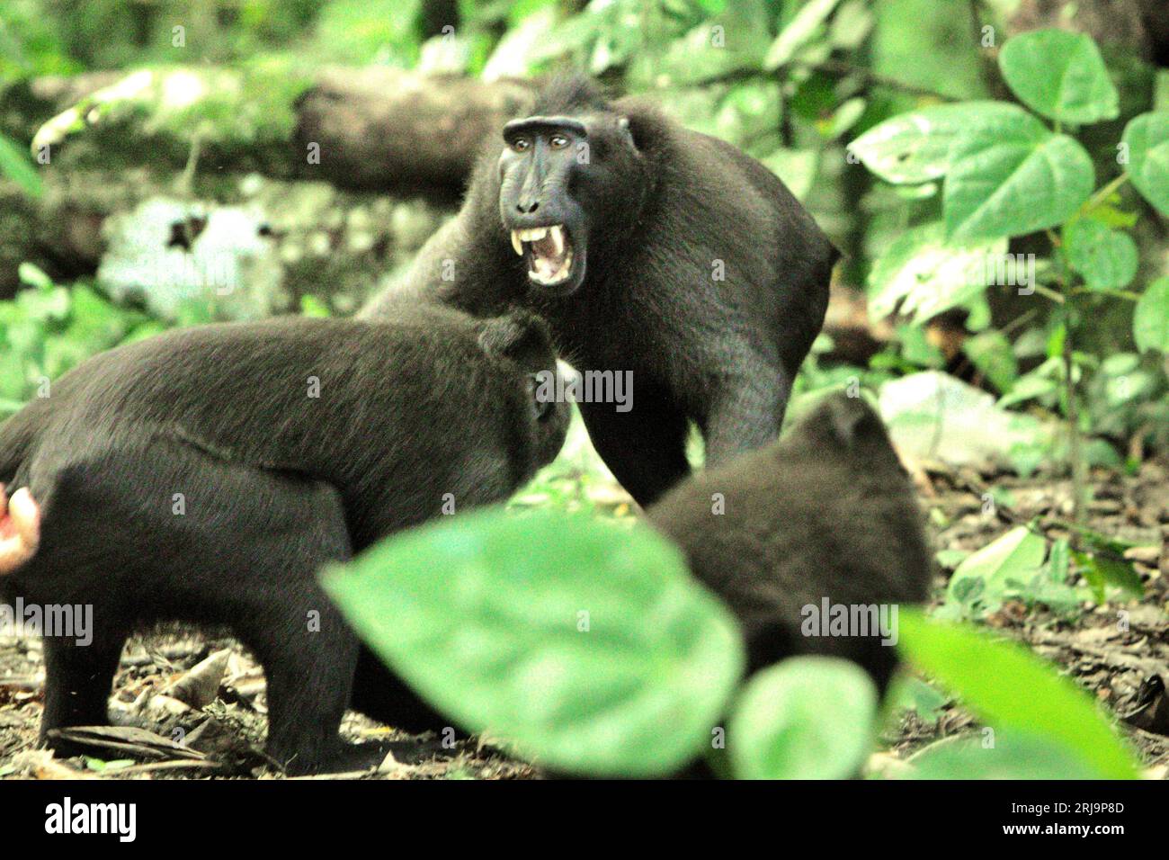 Macaque social structure hi-res stock photography and images - Alamy