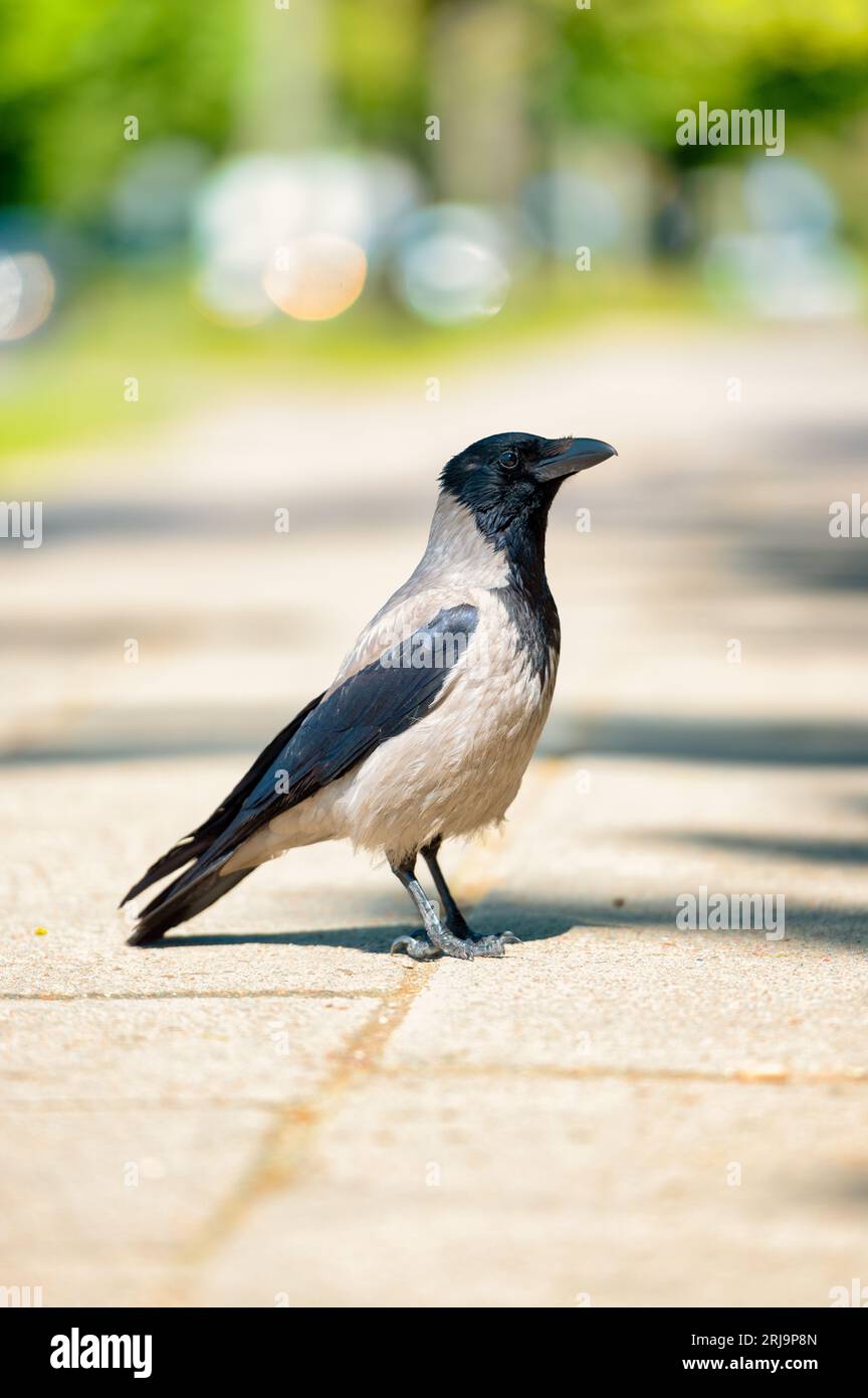 A gray crow standing on a sunlit pavement Stock Photo - Alamy