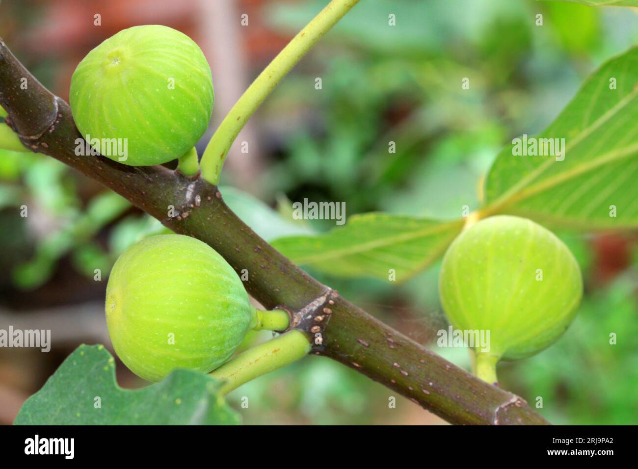 fruits on fig tree in a orchard, north china Stock Photo - Alamy