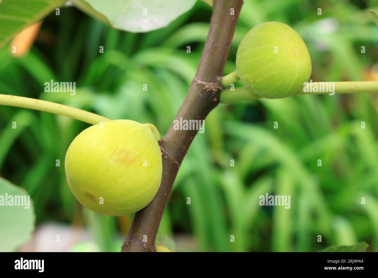 fruits on fig tree in a orchard, north china Stock Photo - Alamy