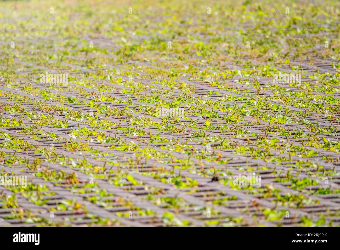 Green grass growing through the cobble stones, outdoor garden flooring ...