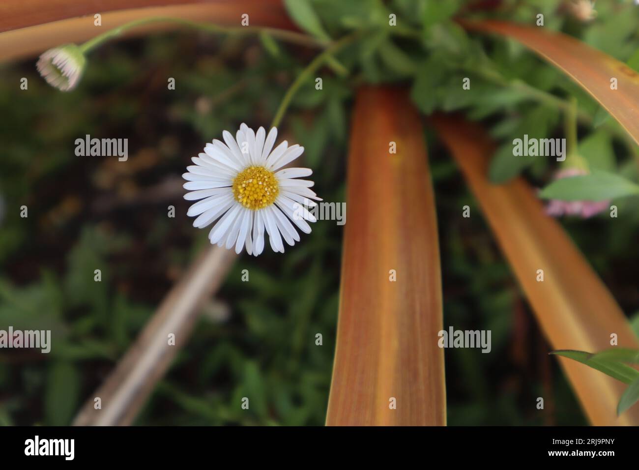 Common Daisy flower Stock Photo - Alamy
