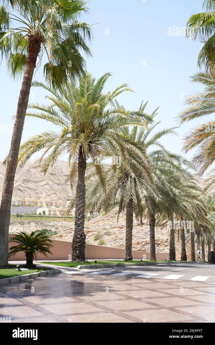 A cluster of tall palm trees stands in stark relief against the clear ...