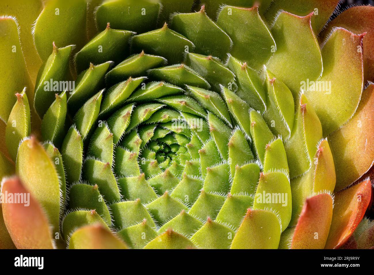 Tiny parts hi-res stock photography and images - Alamy