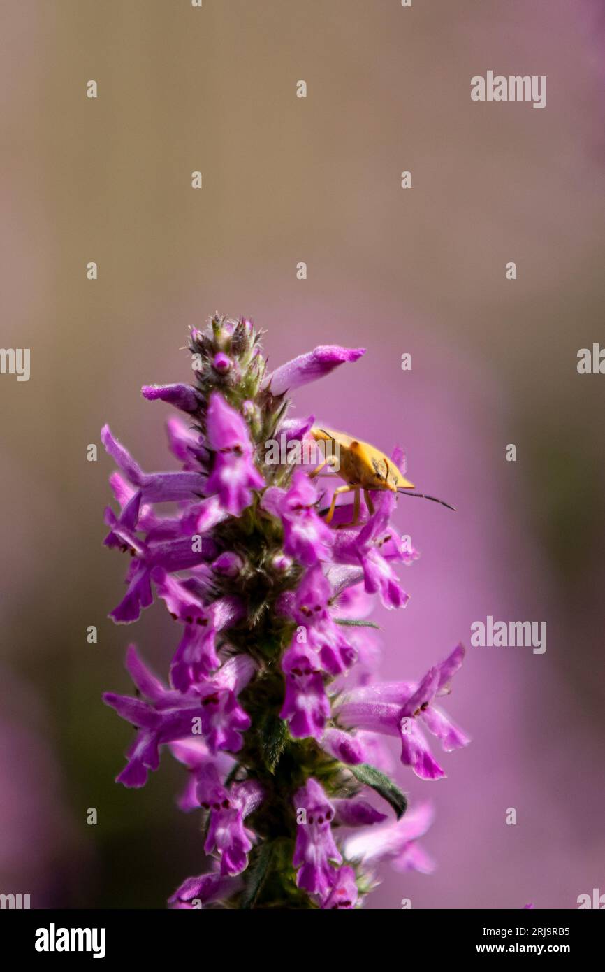 A shield bug (Carpocoris cf. fuscispinus or Carpocoris cf ...