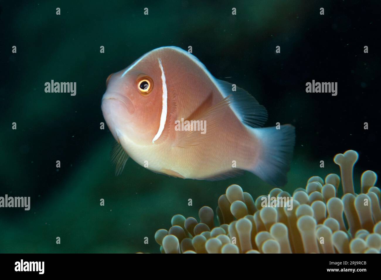 Pink Anemonefish, Amphiprion periderion, in Magnificent Sea Anemone ...