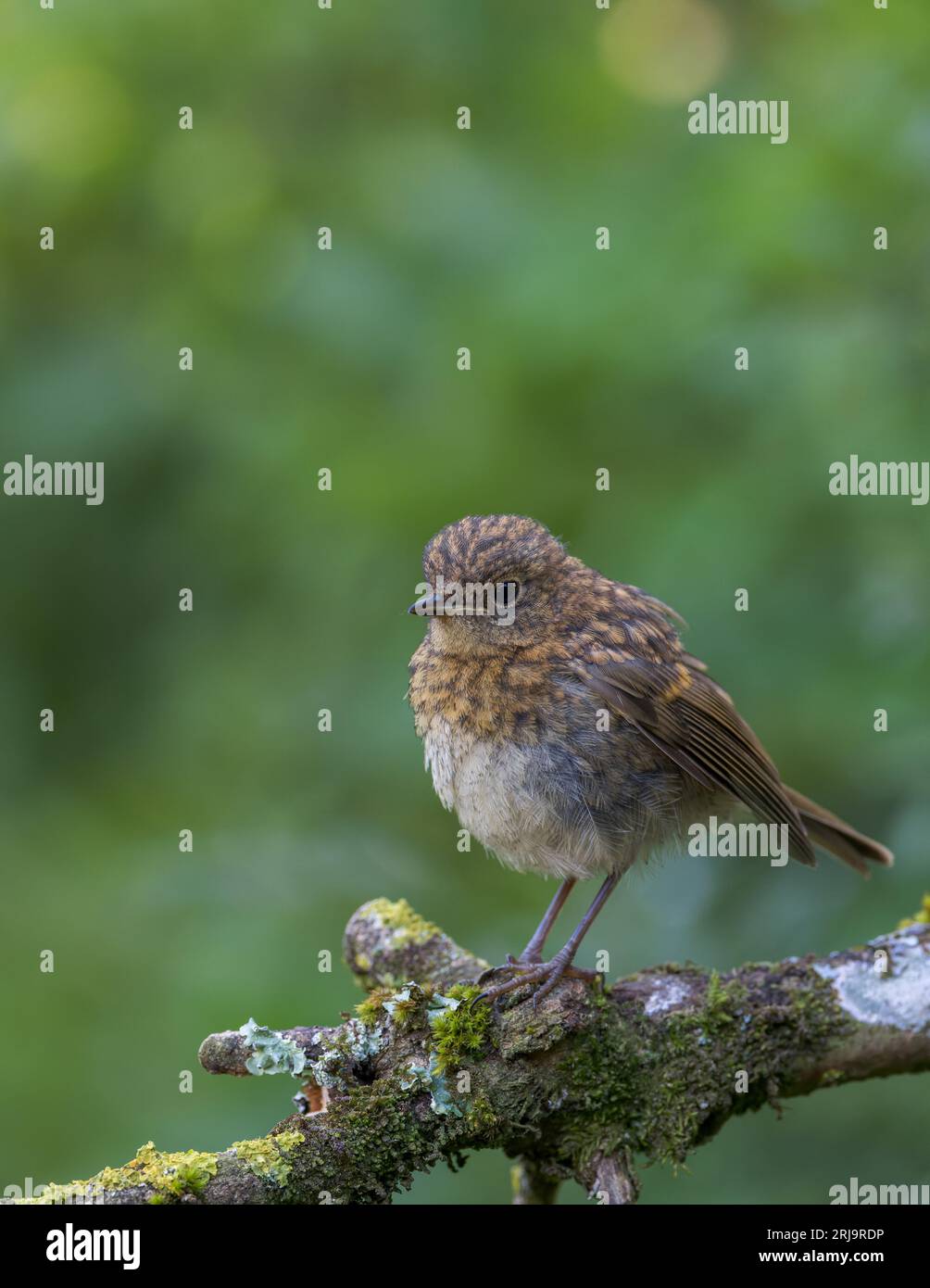 European Robin [ Erithacus rubecula ] Juvenile bird on Liched covered ...