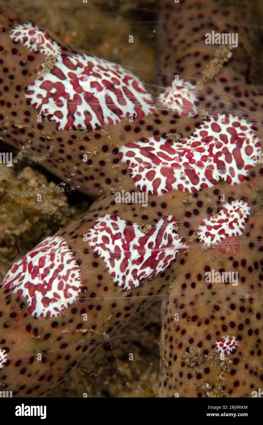 Comb Jelly, Coeloplana astericola, using feeding tentacles on Luzon Sea ...