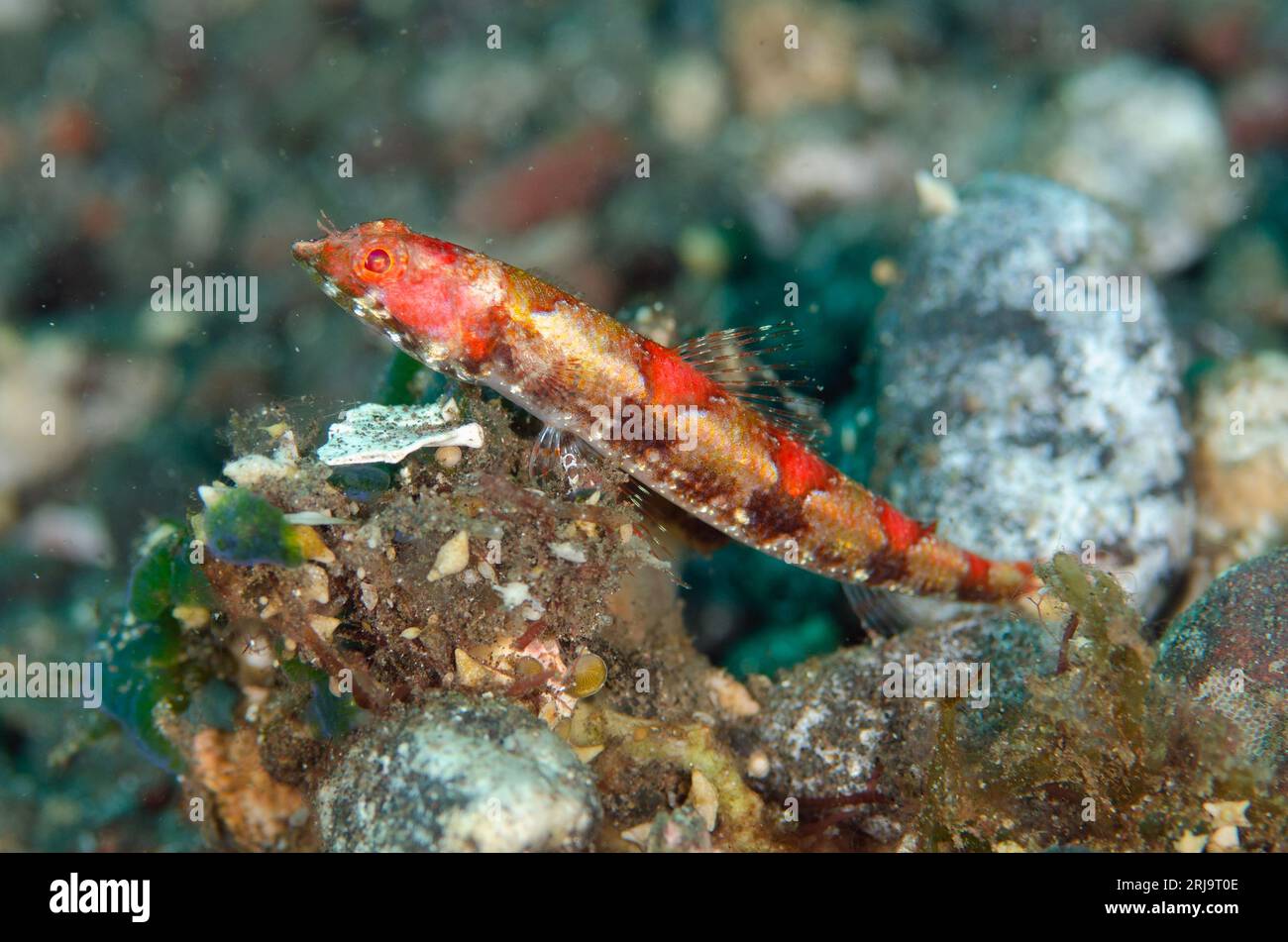Redmarbled Lizardfish, Synodus rubromarmoratus, Sedam dive site, Seraya ...