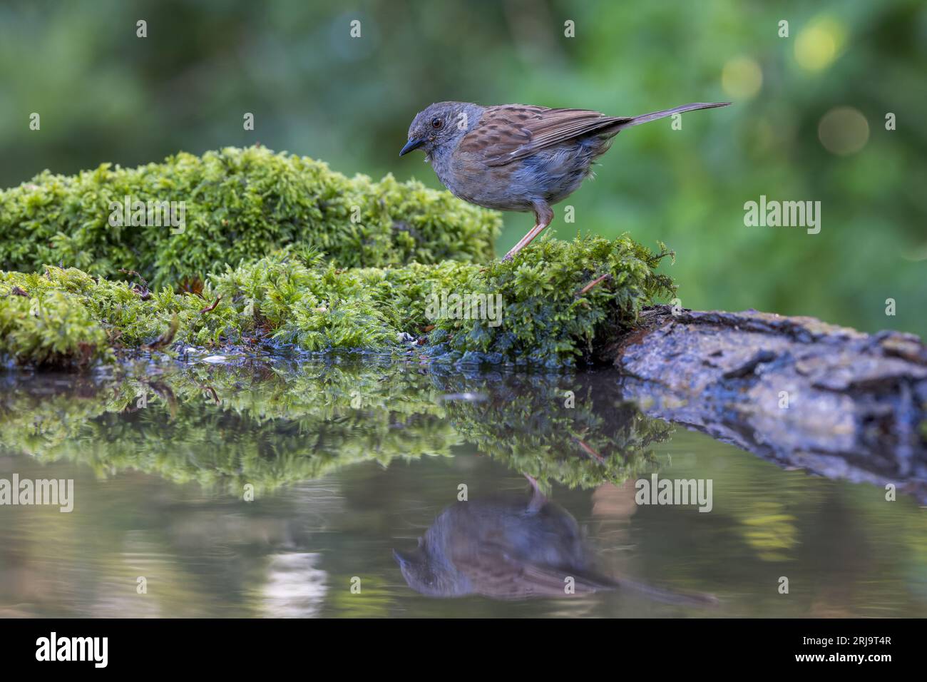 Dunnock [ Prunella modularis ] on mossy log at edge of reflection pool ...