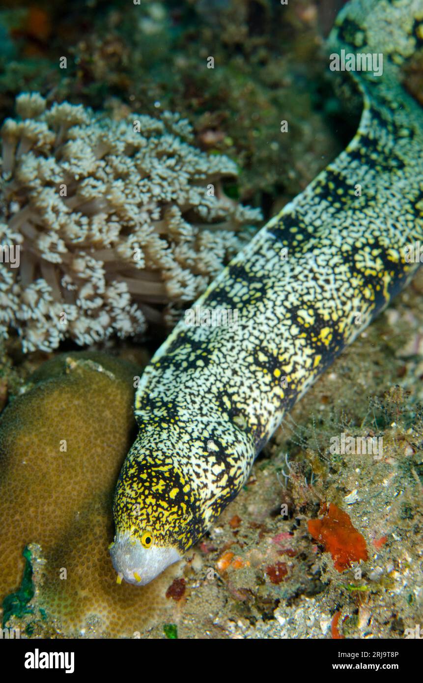 Snowflake Moray Eel, Echidna nebulosa, Laha dive site, Ambon, Molluccas ...