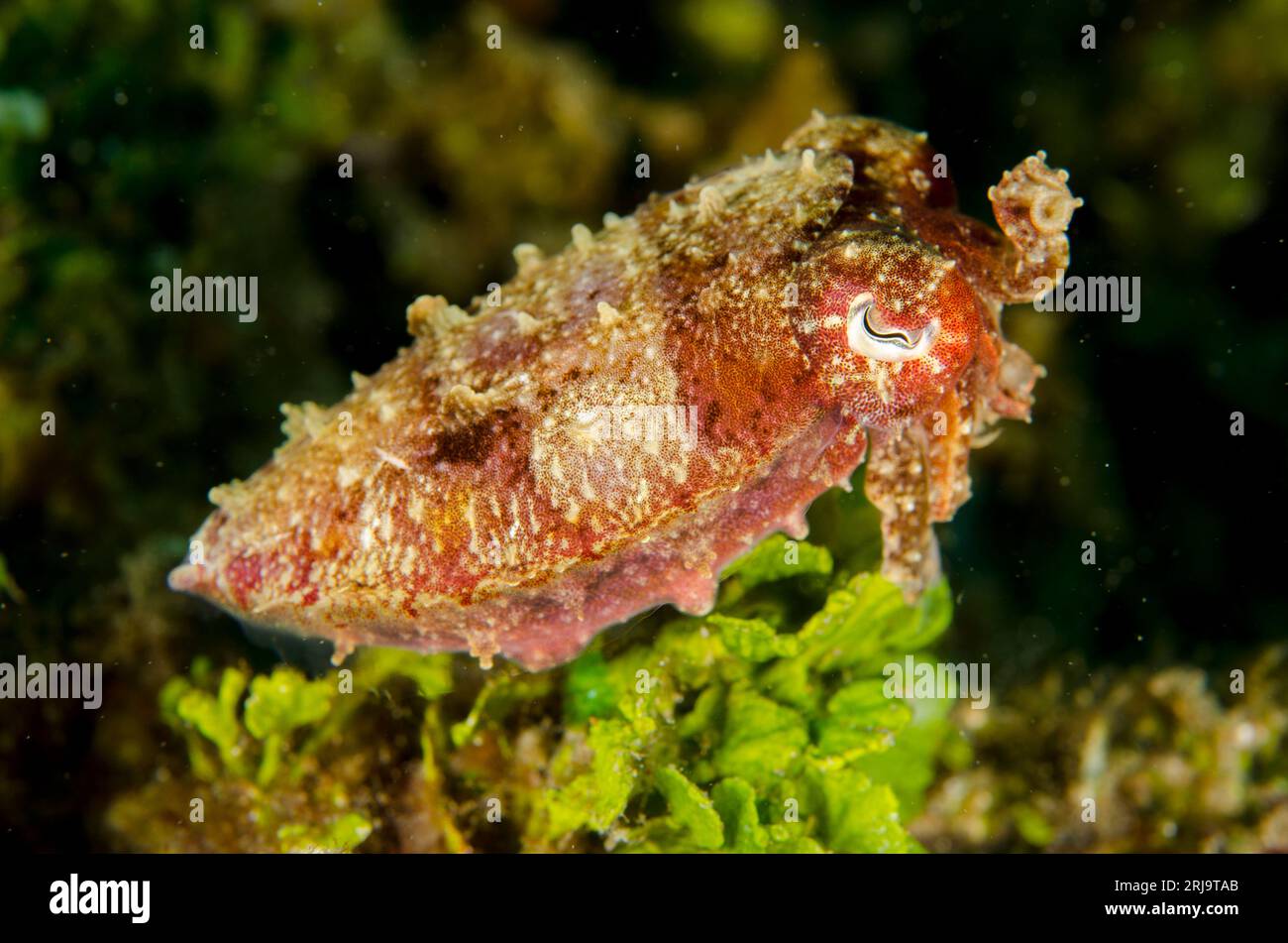 Sepia sp animalia hi-res stock photography and images - Alamy
