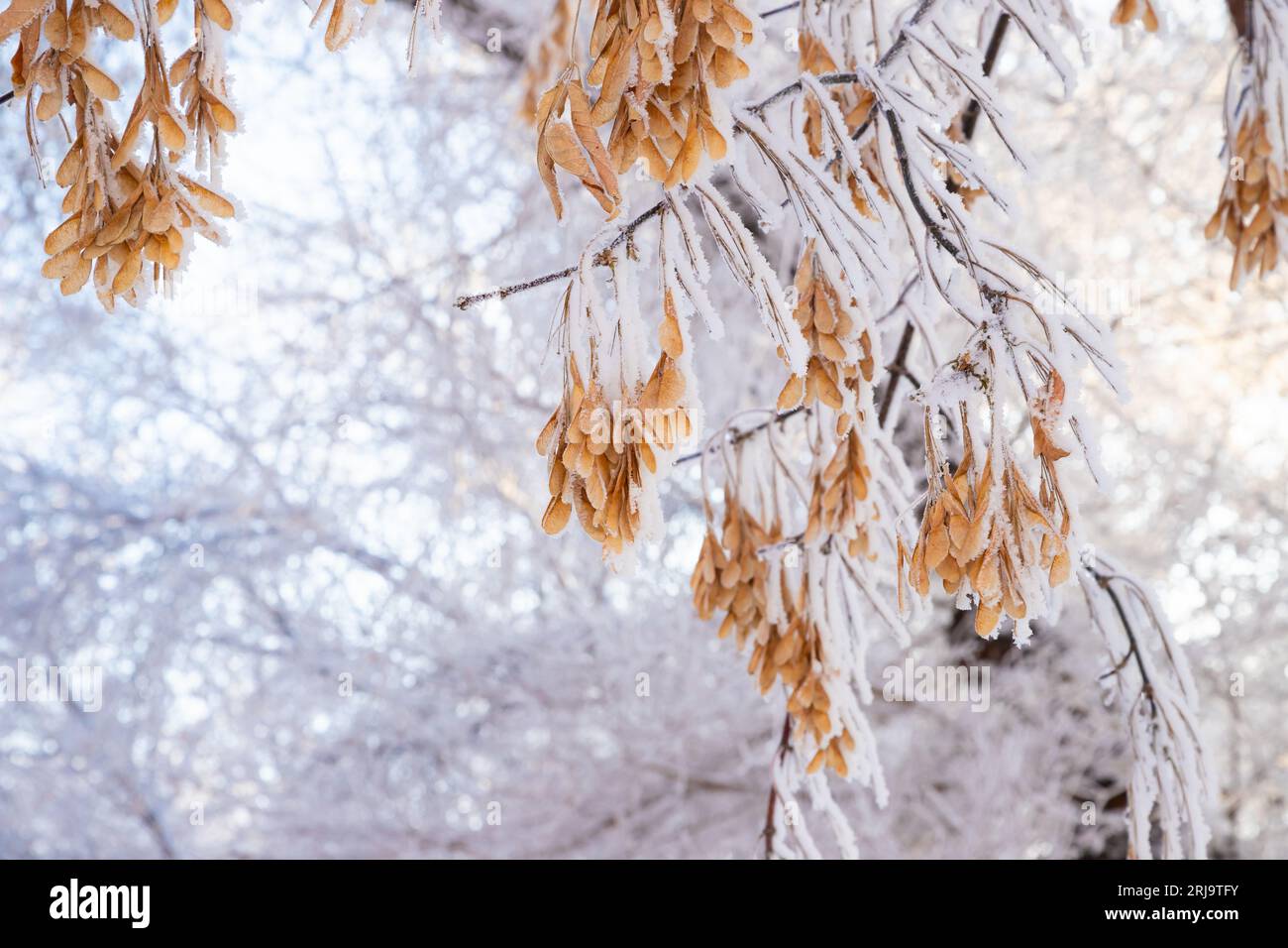 frozen maple seeds, maple keys in snow, frost tree branches, rime ice ...