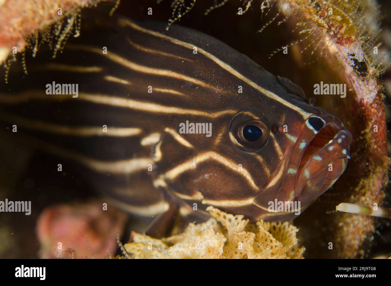Six stripe grouper hi-res stock photography and images - Alamy