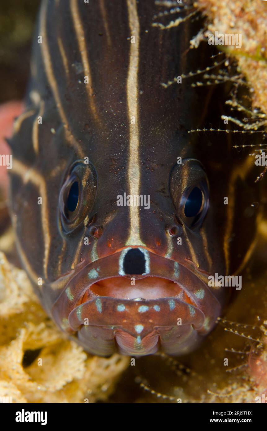 Six stripe fish hi-res stock photography and images - Alamy