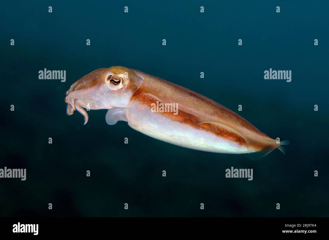 Cuttlefish, Sepia sp, Laha dive site, Ambon, Molluccas, Banda Sea ...