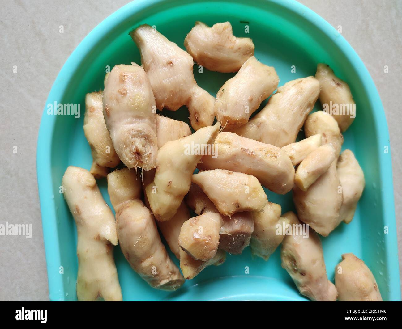 A close-up of freshly peeled ginger rhizomes in a blue plastic tray ...