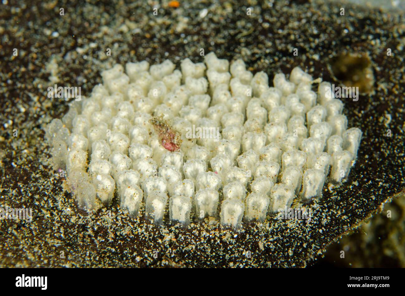 Sea Snail eggs, Gastropoda Class, Laha dive site, Ambon, Molluccas ...