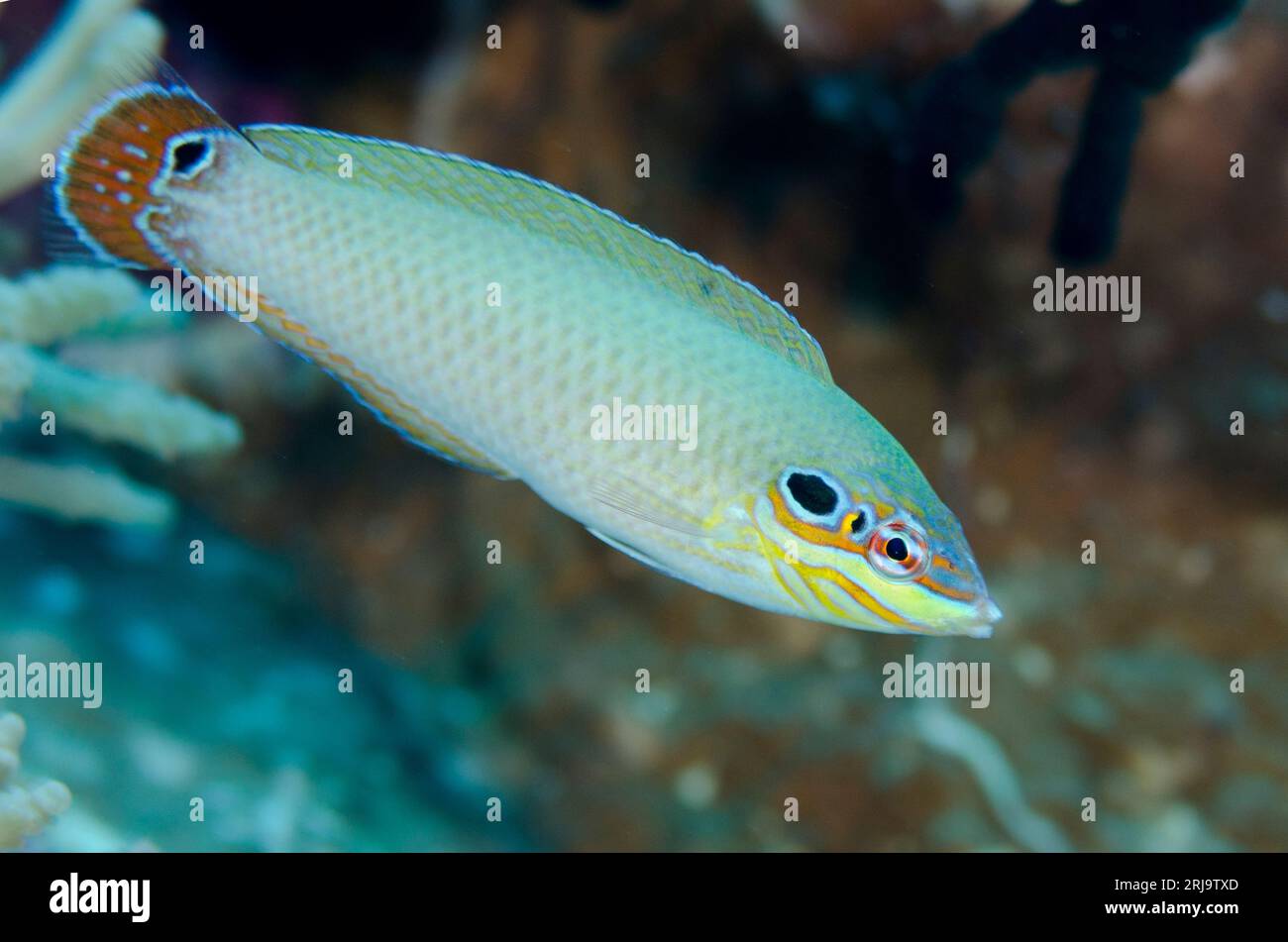 Blackear Wrasse, Halichoeres melasmapomus, Suanggi dive site, Banda ...
