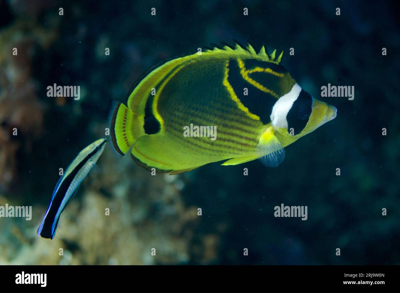 Chaetodon lunula raccoon butterflyfish hi-res stock photography and ...