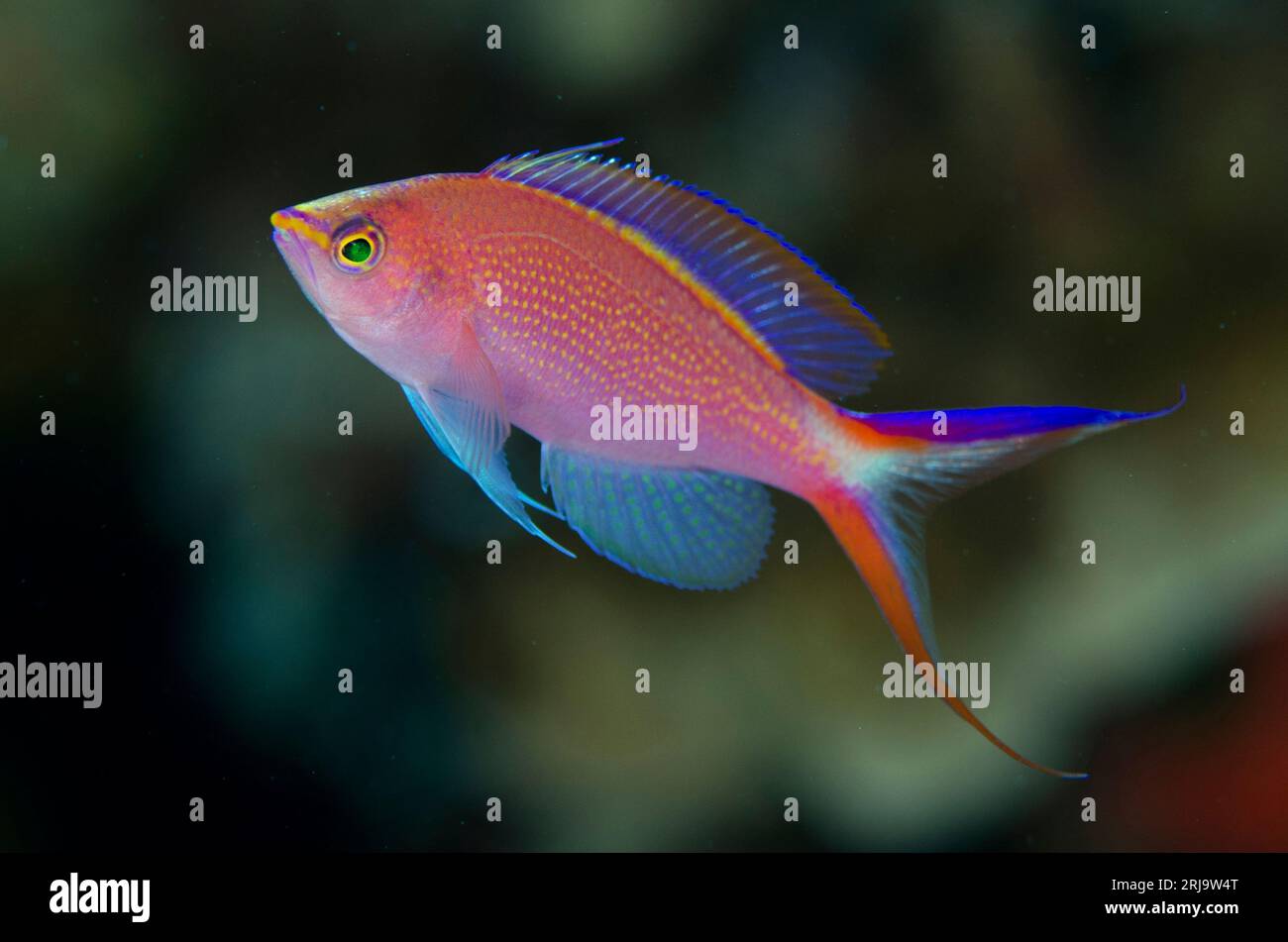 Male Princess Anthias, Pseudanthias smithvanizi, Suanggi dive site ...