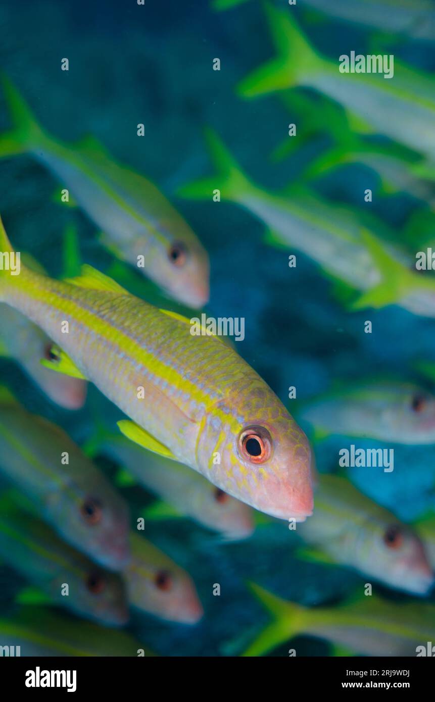 School of Yellowfin Goatfish, Mulloidichthys vanicolensis, Batu Kapal ...