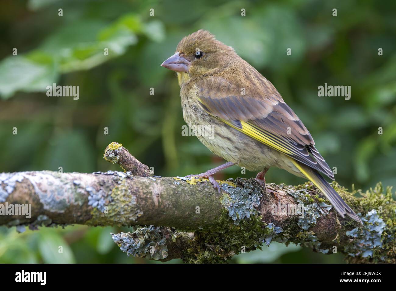 European Greenfinch [ Chloris chloris ] on Lichen covered stick Stock ...