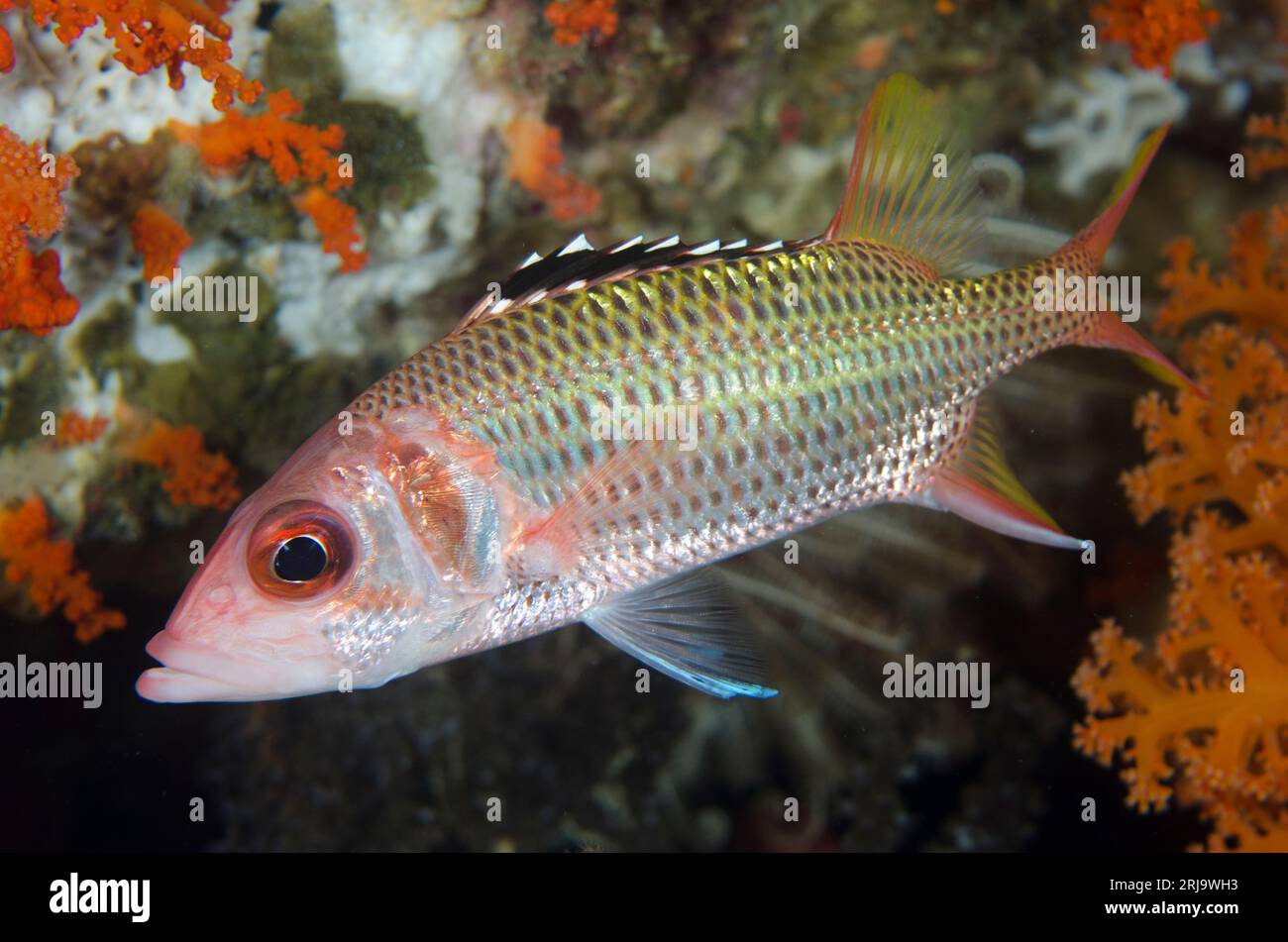 Blackfin Squirrelfish, Neoniphon opercularis, with black dorsal fin ...