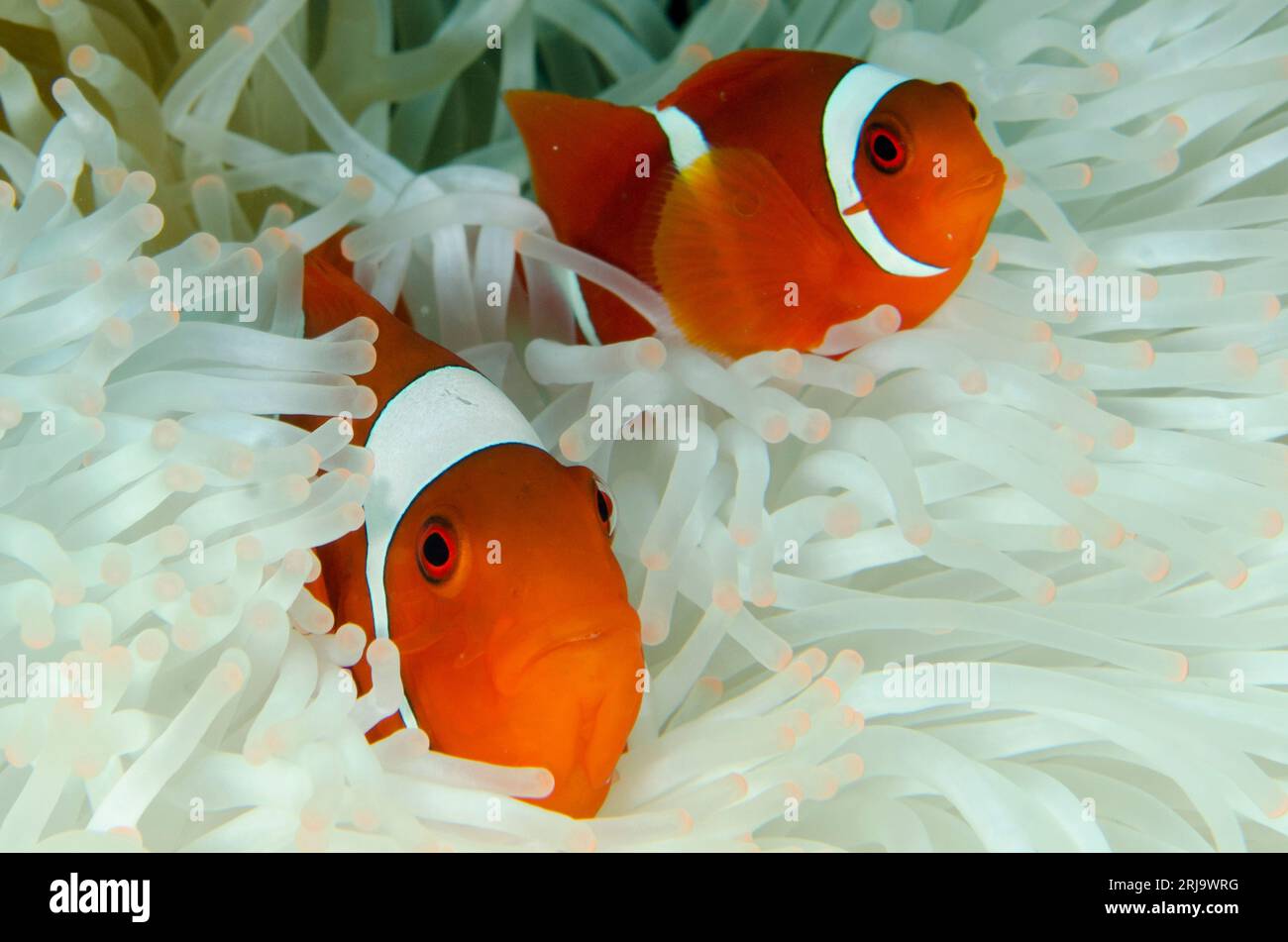 Spinecheek Anemonef, Premnas biaculeatus, pair in white Magnificent Sea ...