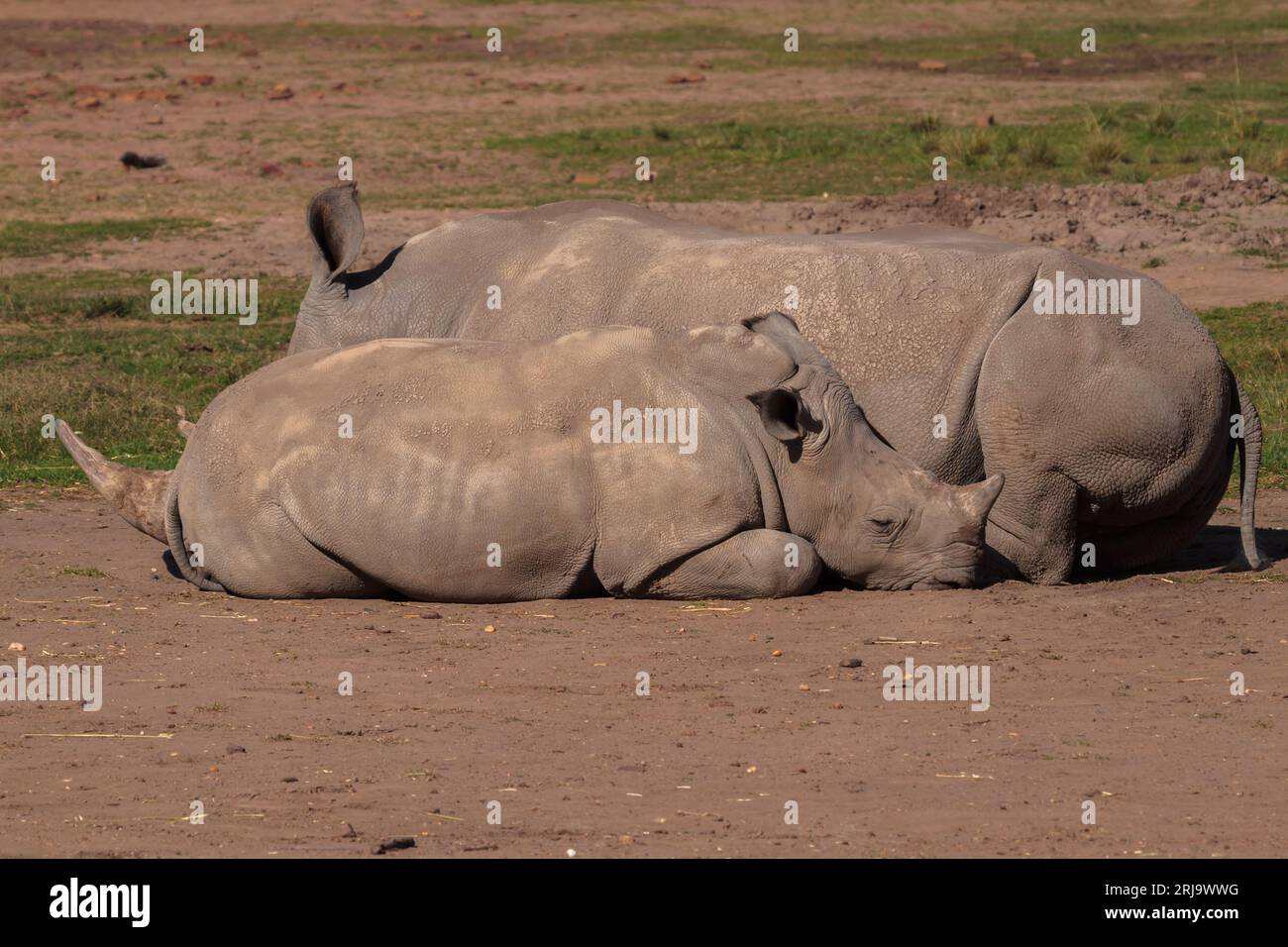 Two rhinoceroses' lying down on the ground side by side Stock Photo - Alamy