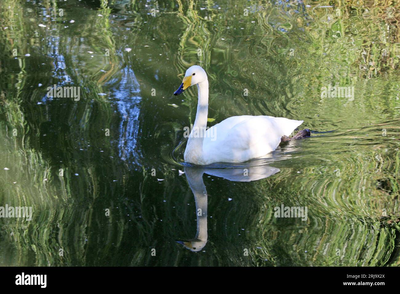 graceful swan in a lake in a zoo Stock Photo - Alamy