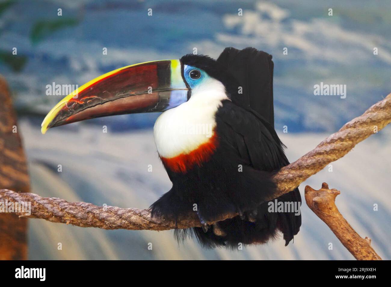 Red billed toucan hi-res stock photography and images - Alamy