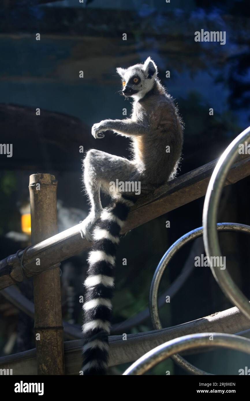 Ring tailed Lemur in the zoo, closeup of photo Stock Photo - Alamy