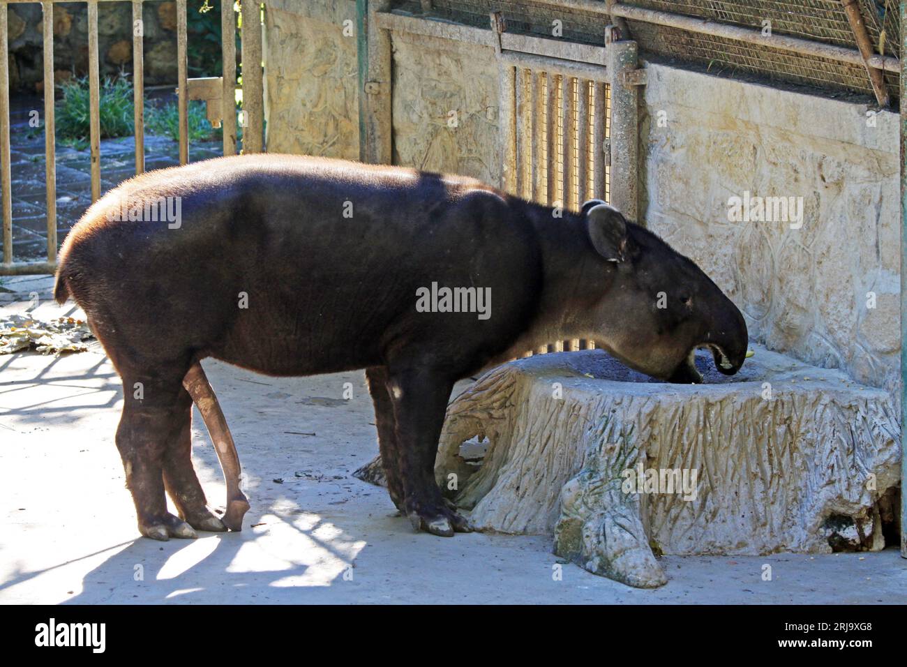 Closeup tapir hi-res stock photography and images - Alamy